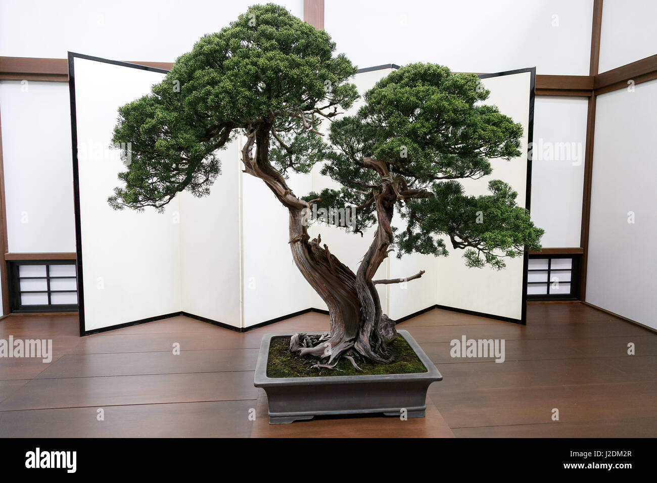 Imperial bonsai hi-res stock photography and images - Alamy