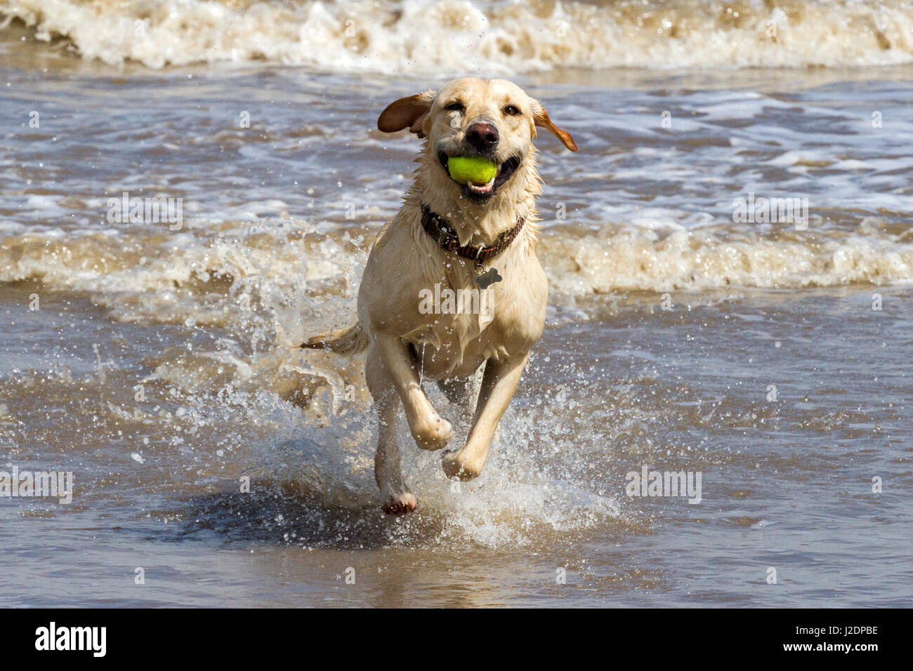 a dog dogs golden labrador swimming splash splashing sea water wet ...