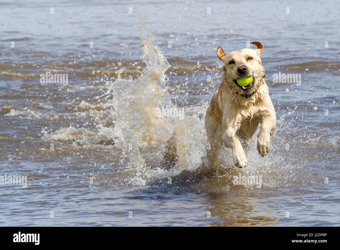 a dog dogs golden labrador swimming splash splashing sea water wet ...