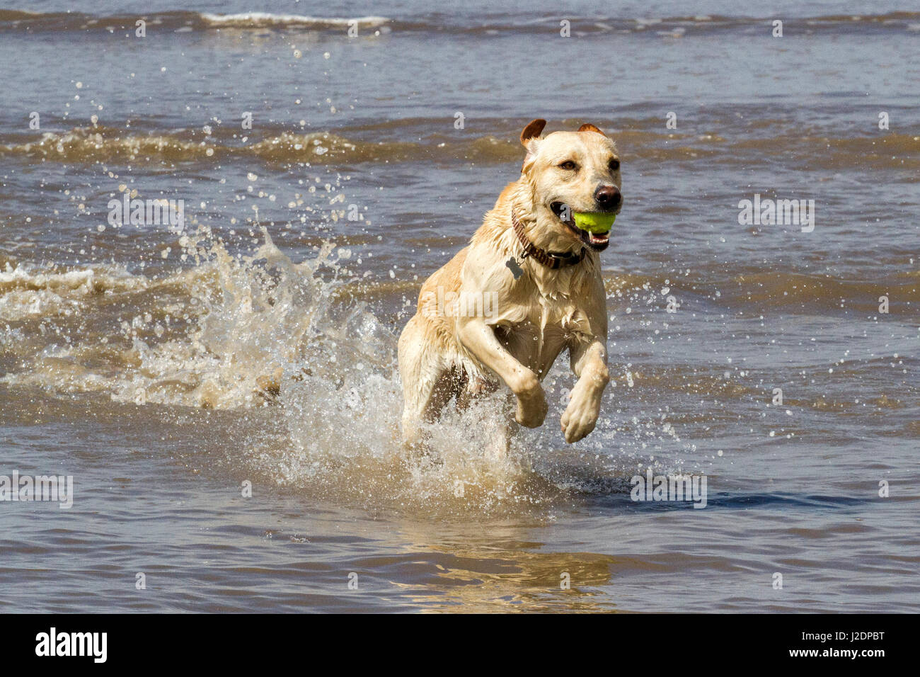 a dog dogs golden labrador swimming splash splashing sea water wet ...