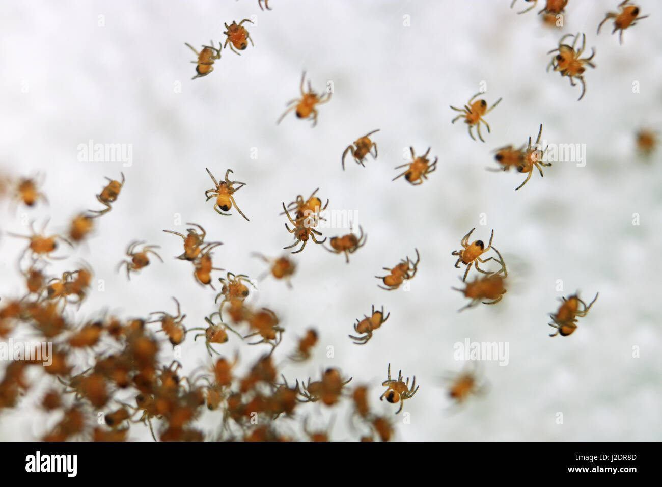 Baby garden spiders araneus diadematus hi-res stock photography and ...