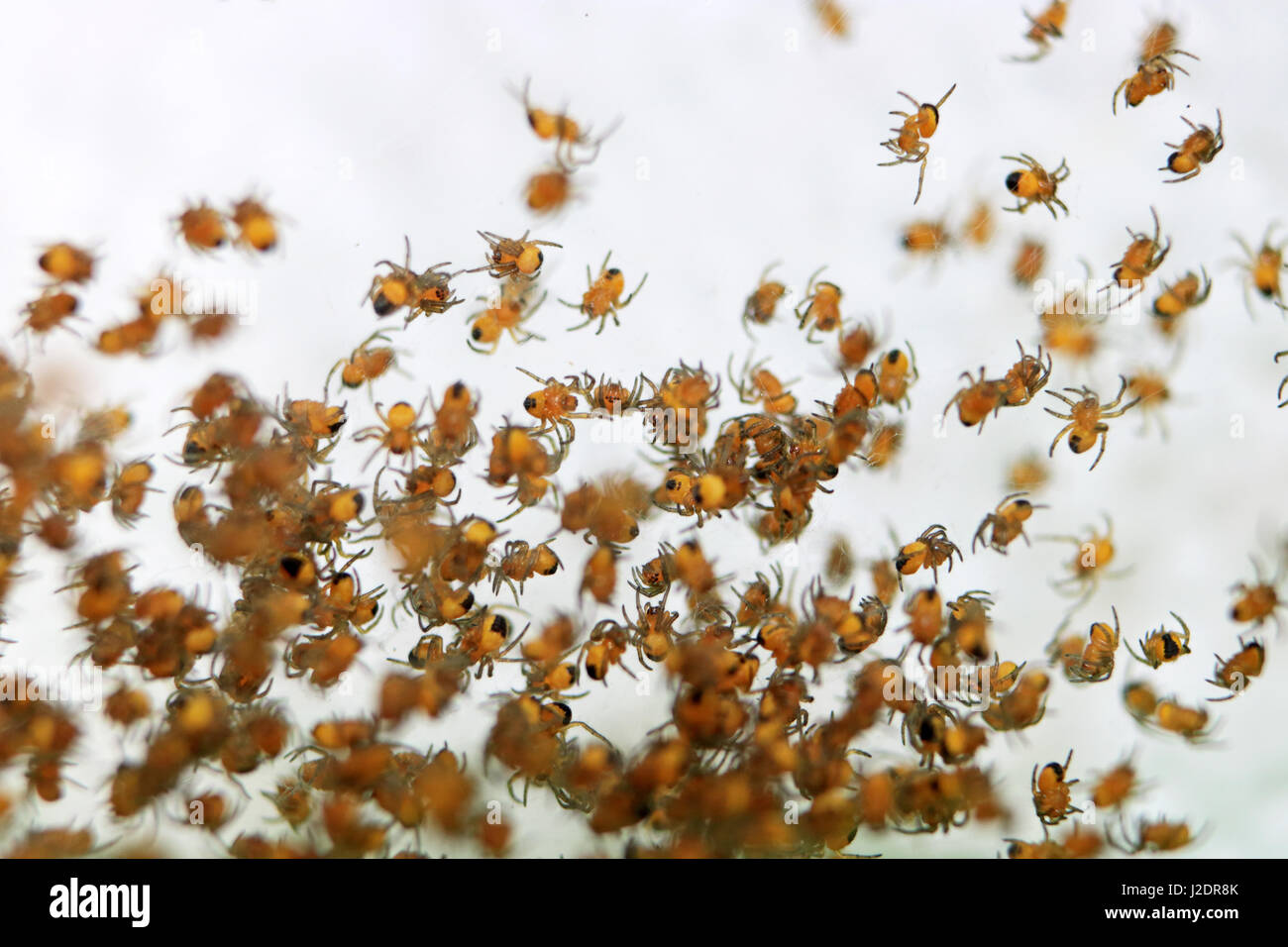 Baby spiders uk hi-res stock photography and images - Alamy