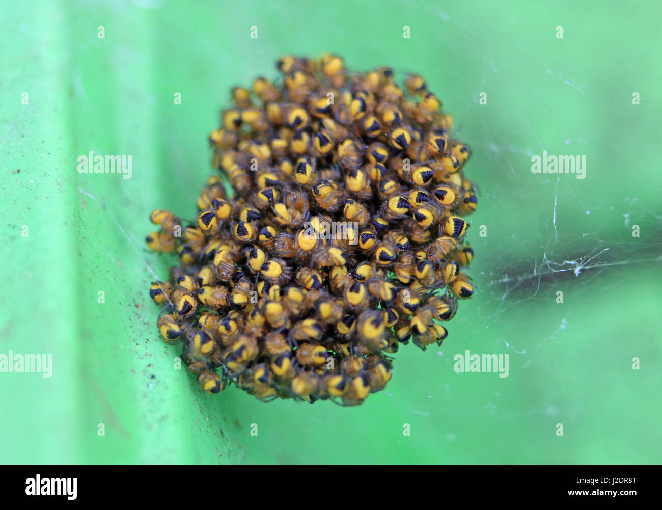 Epsom Surrey, UK. 28th Apr, 2017. A cluster of recently hatched baby ...