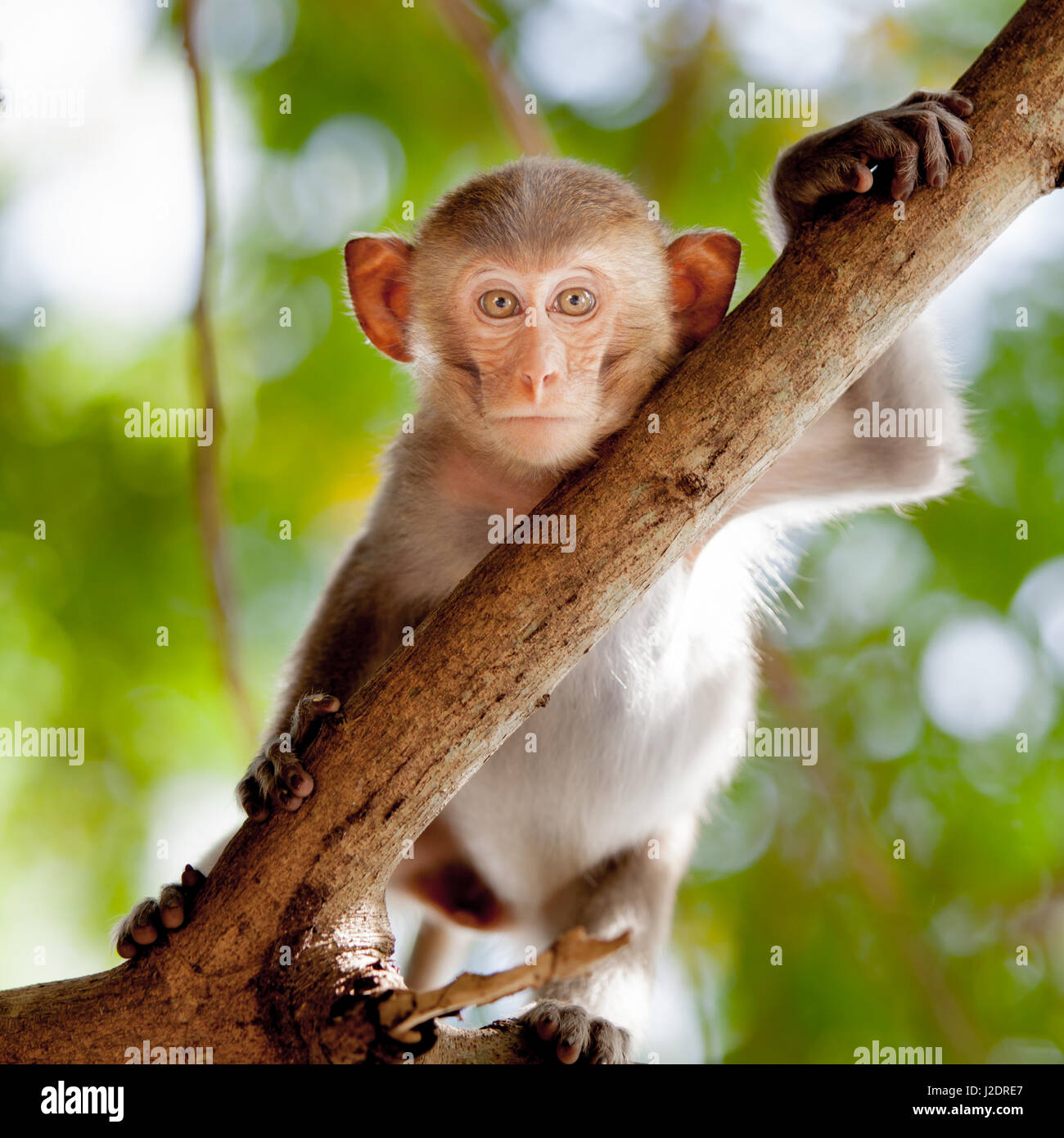 Little Monkey. baby macaque Stock Photo - Alamy