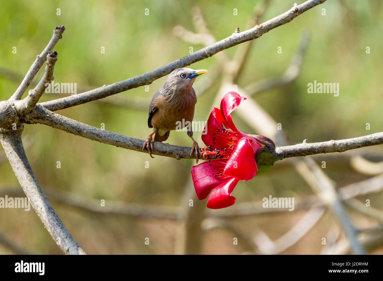 Starling in tree hi-res stock photography and images - Alamy