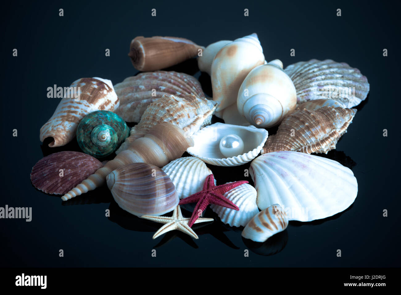 Sea shells. Seashell collection Stock Photo - Alamy