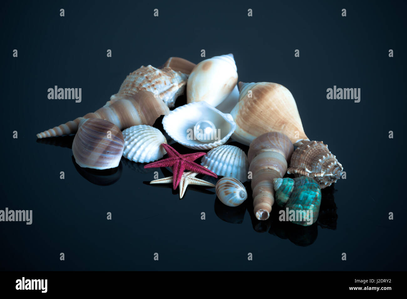Collection of limpet shells hi-res stock photography and images - Alamy