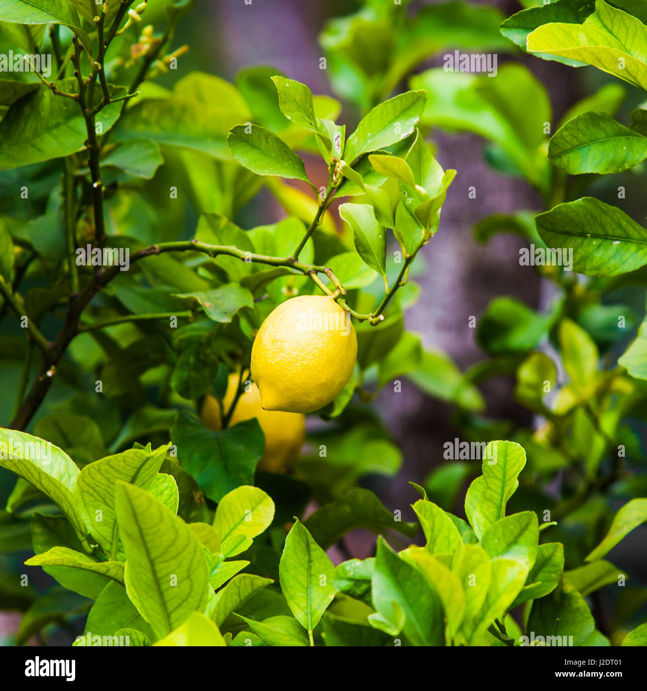 Lemon on the tree. Organic lemons on tree Stock Photo - Alamy
