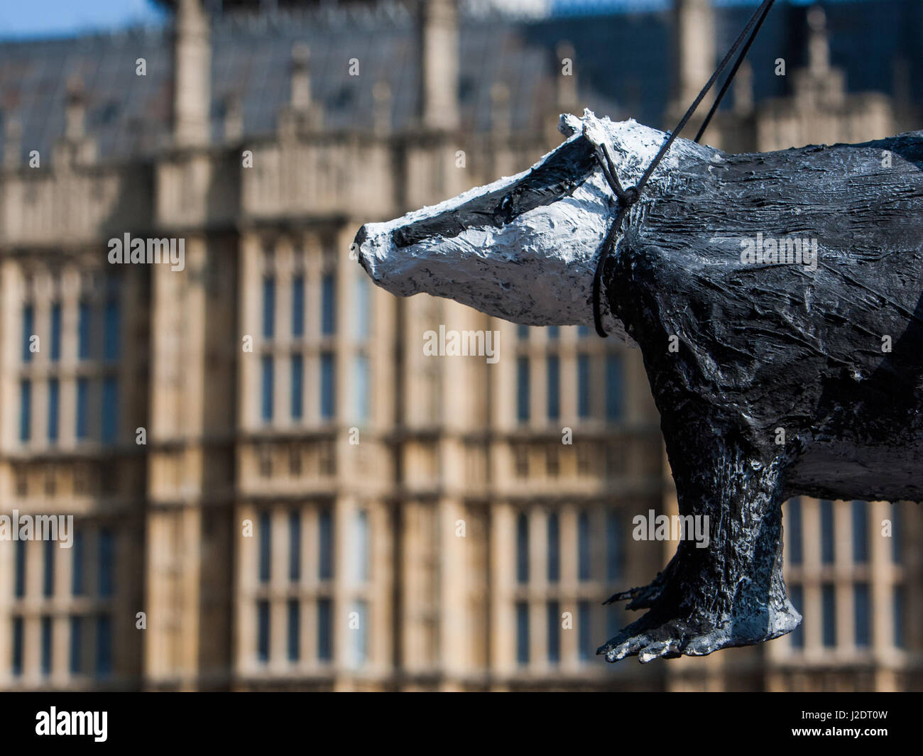 Protest against the badger cull at Westminster as MPs debate the ...