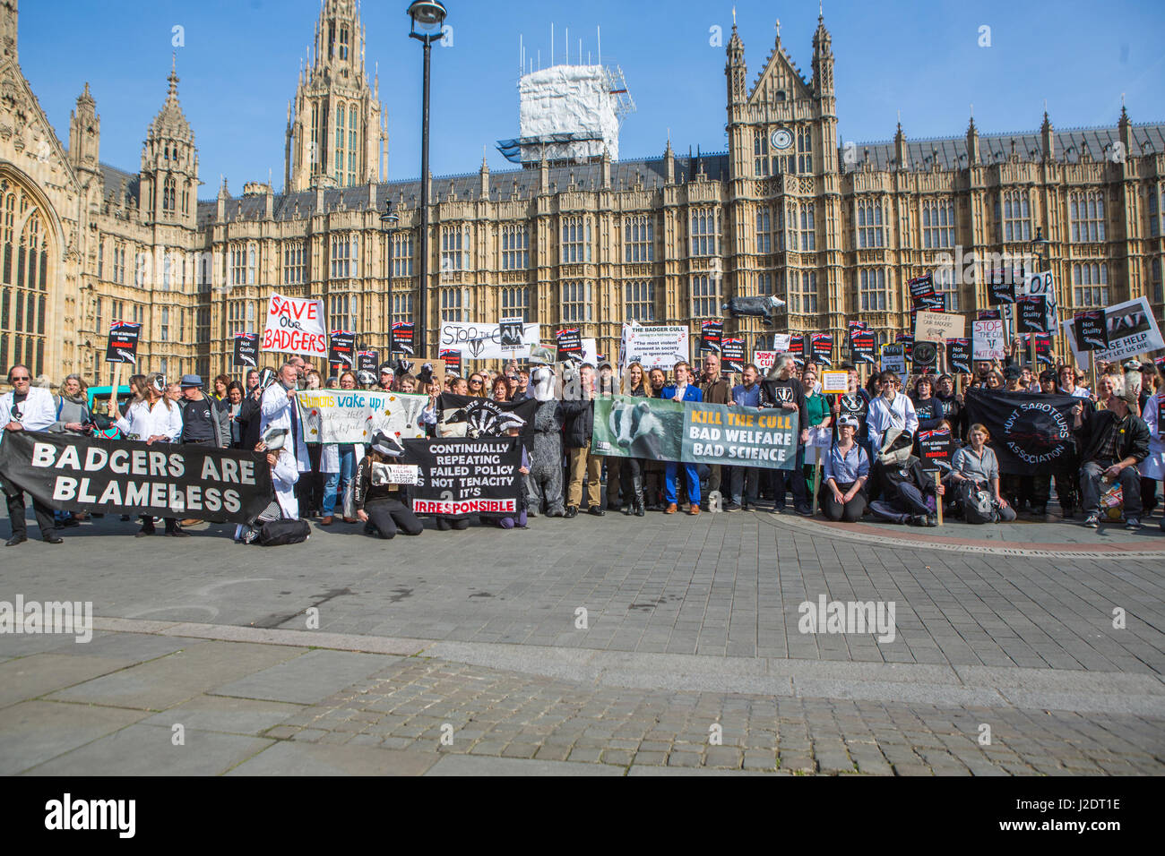Protest against the badger cull at Westminster as MPs debate the ...