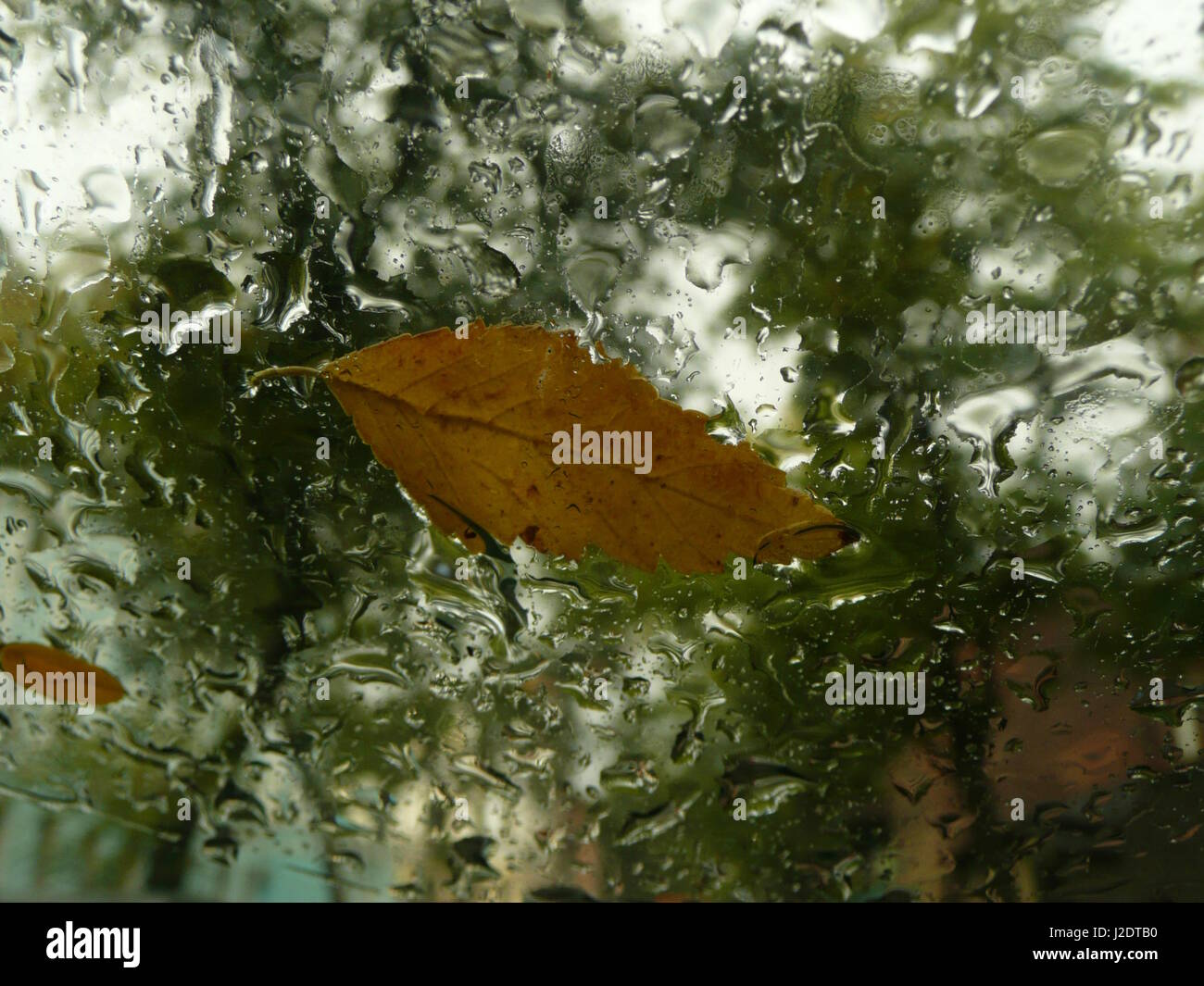 Tree reflection glass hi-res stock photography and images - Alamy