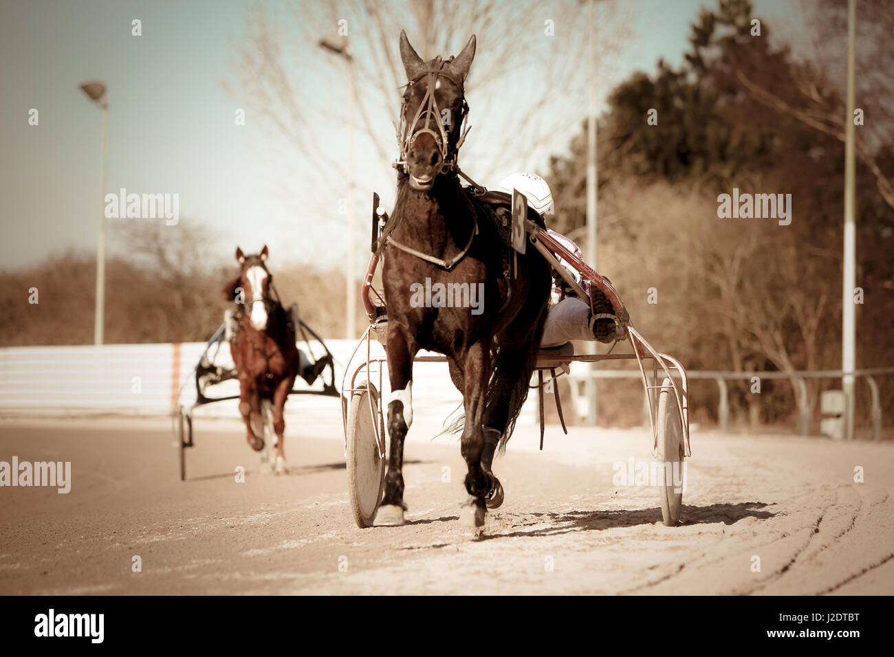 Harness Racing .horse Stock Photo - Alamy