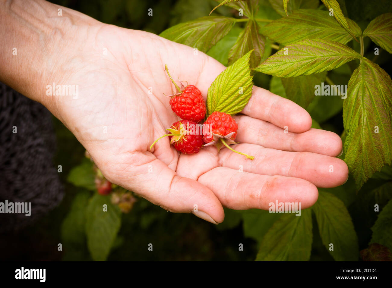 red berries in the hand. Fresh picked raspberries Stock Photo - Alamy