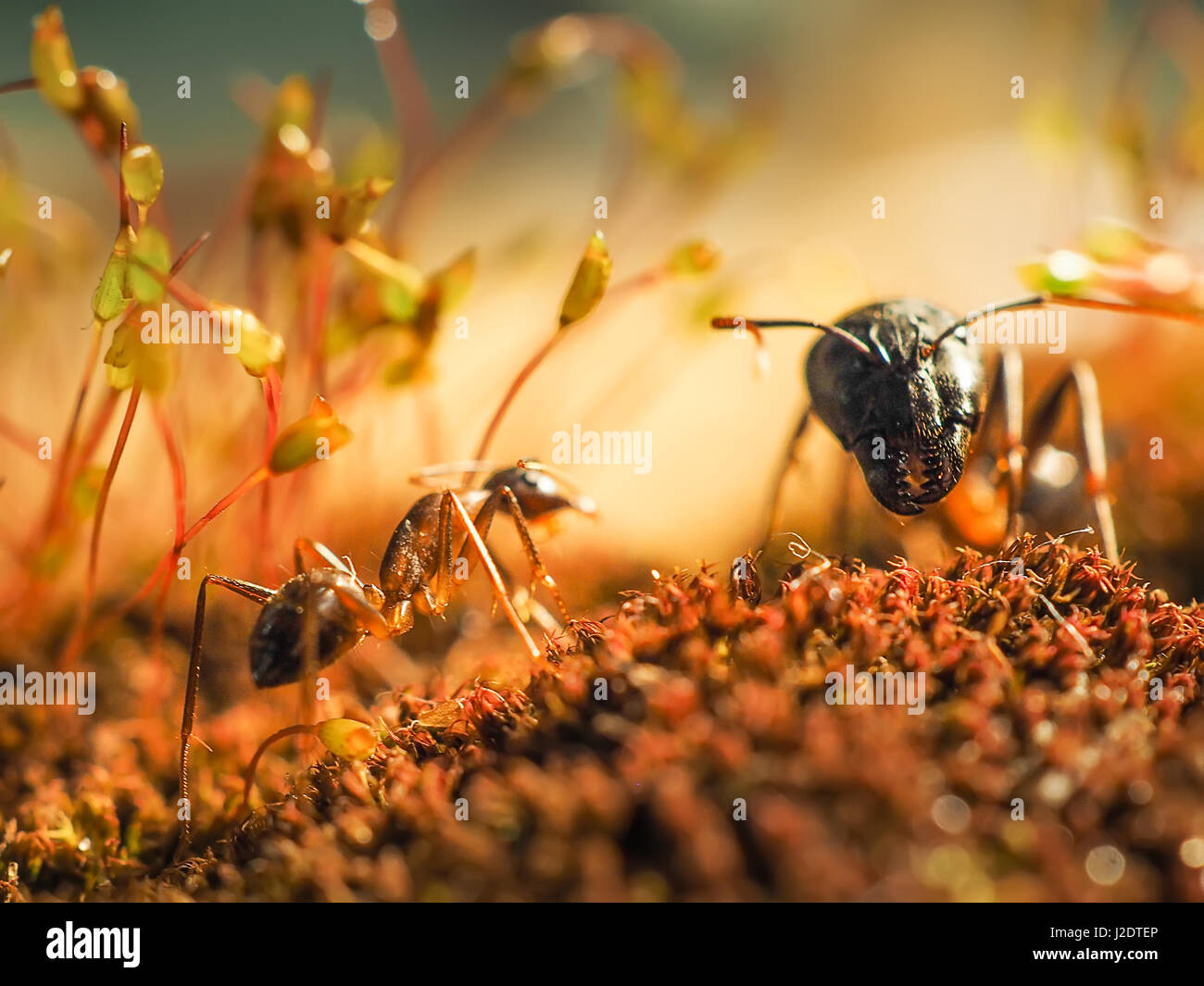 Ants Communication High Resolution Stock Photography and Images - Alamy