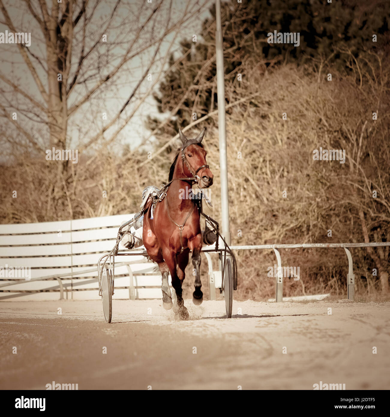 Harness Racing .horse Stock Photo - Alamy