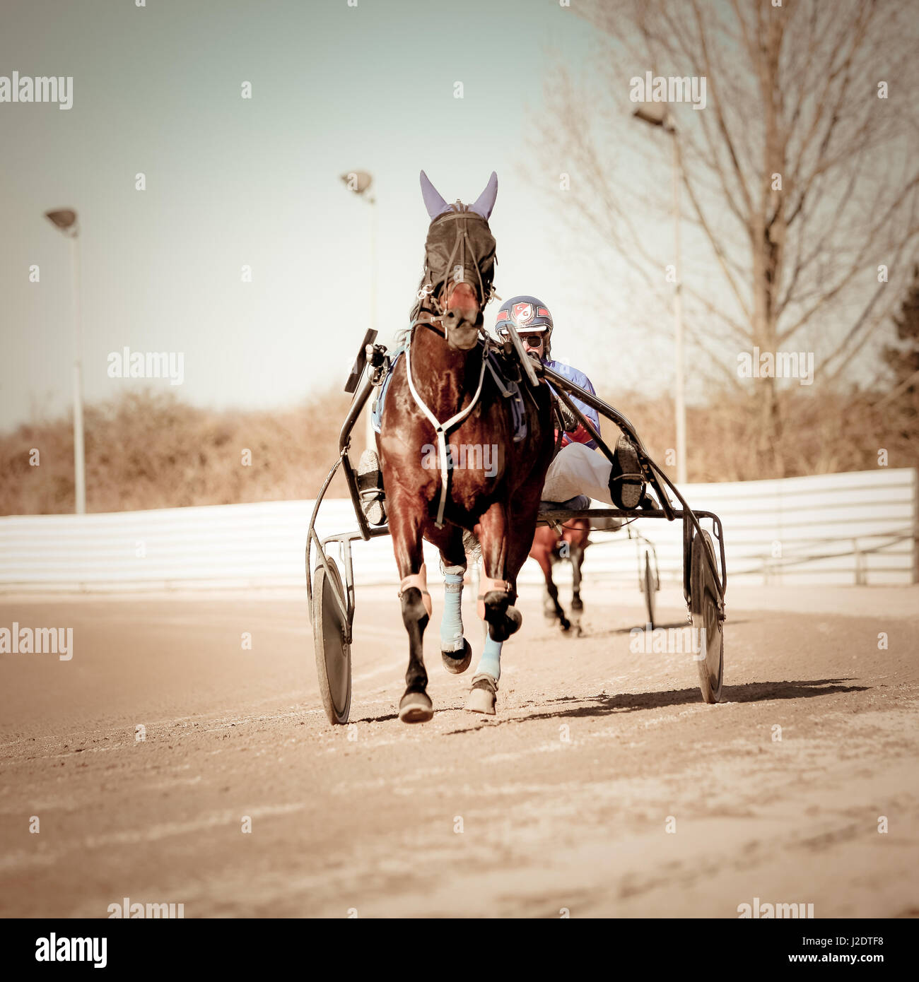Harness Racing .horse Stock Photo - Alamy