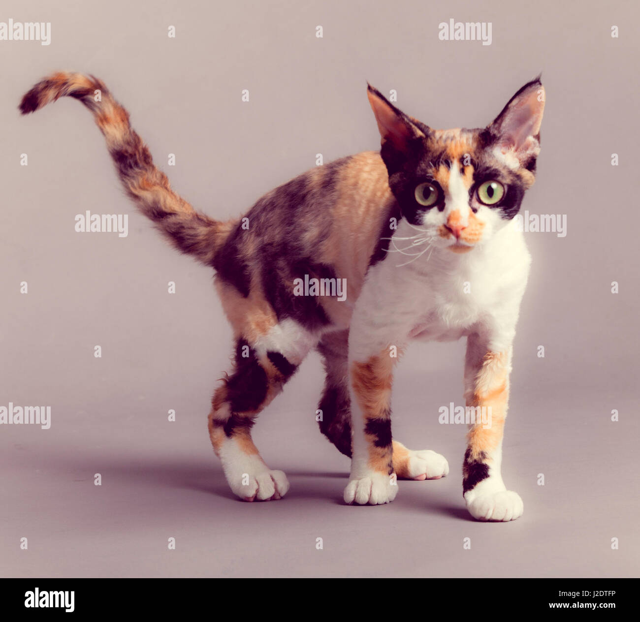 Devon Rex cat Stock Photo - Alamy