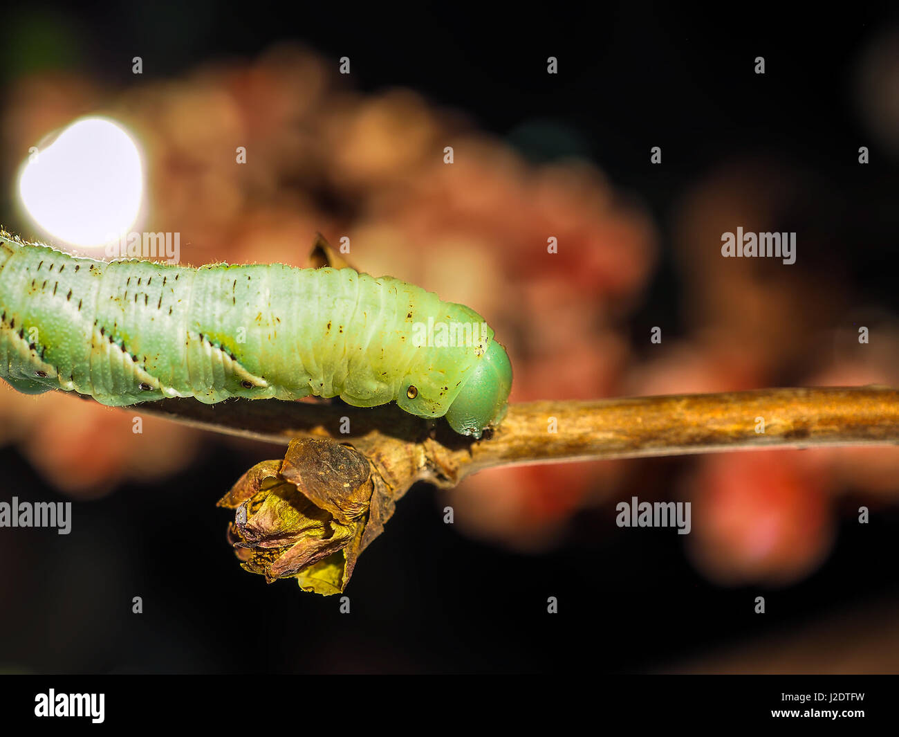 Io moth automeris io hi-res stock photography and images - Alamy
