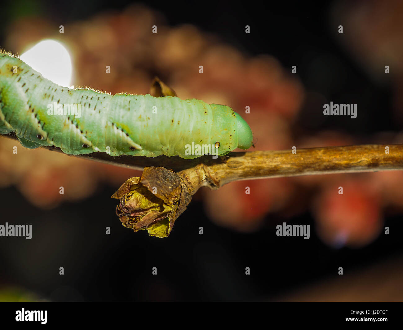 Io moth automeris io hi-res stock photography and images - Alamy