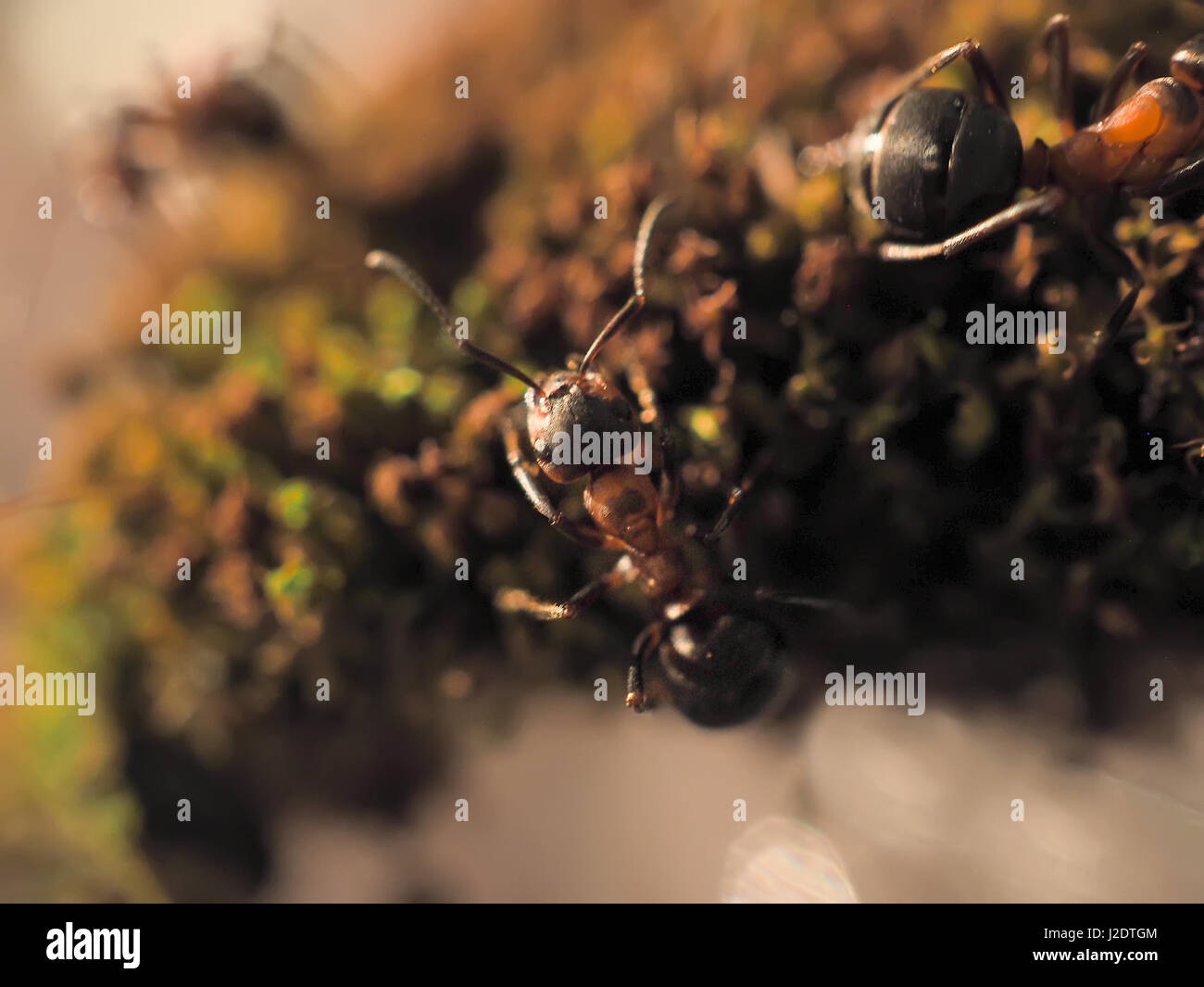 Scary ant hi-res stock photography and images - Alamy