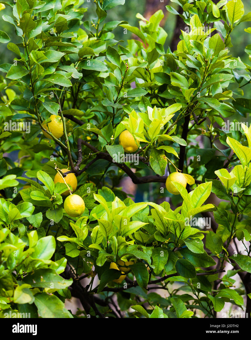 Lemon on the tree. Organic lemons on tree Stock Photo - Alamy