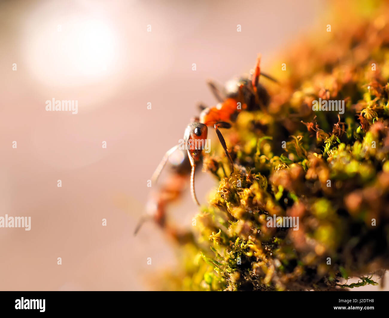 Scary ant hi-res stock photography and images - Alamy