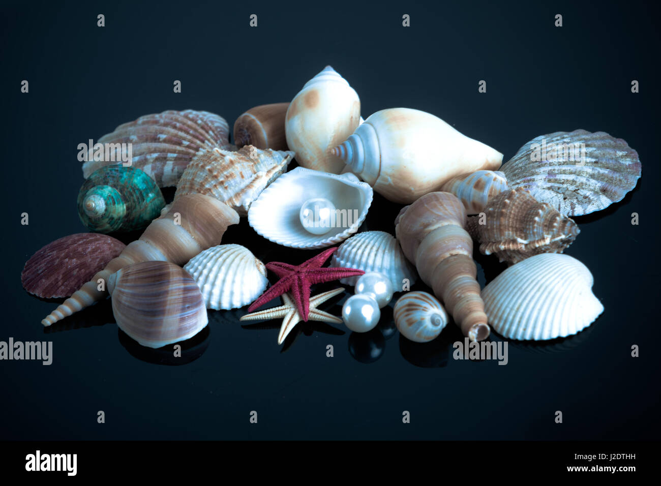 Sea shells. Seashell collection Stock Photo - Alamy