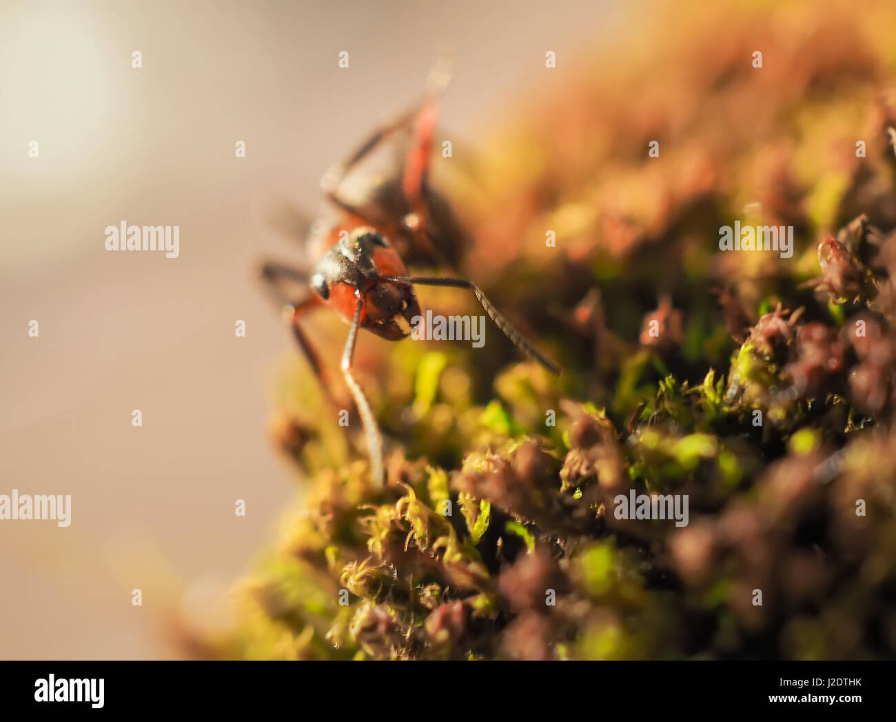 Moss insect closeup hi-res stock photography and images - Alamy