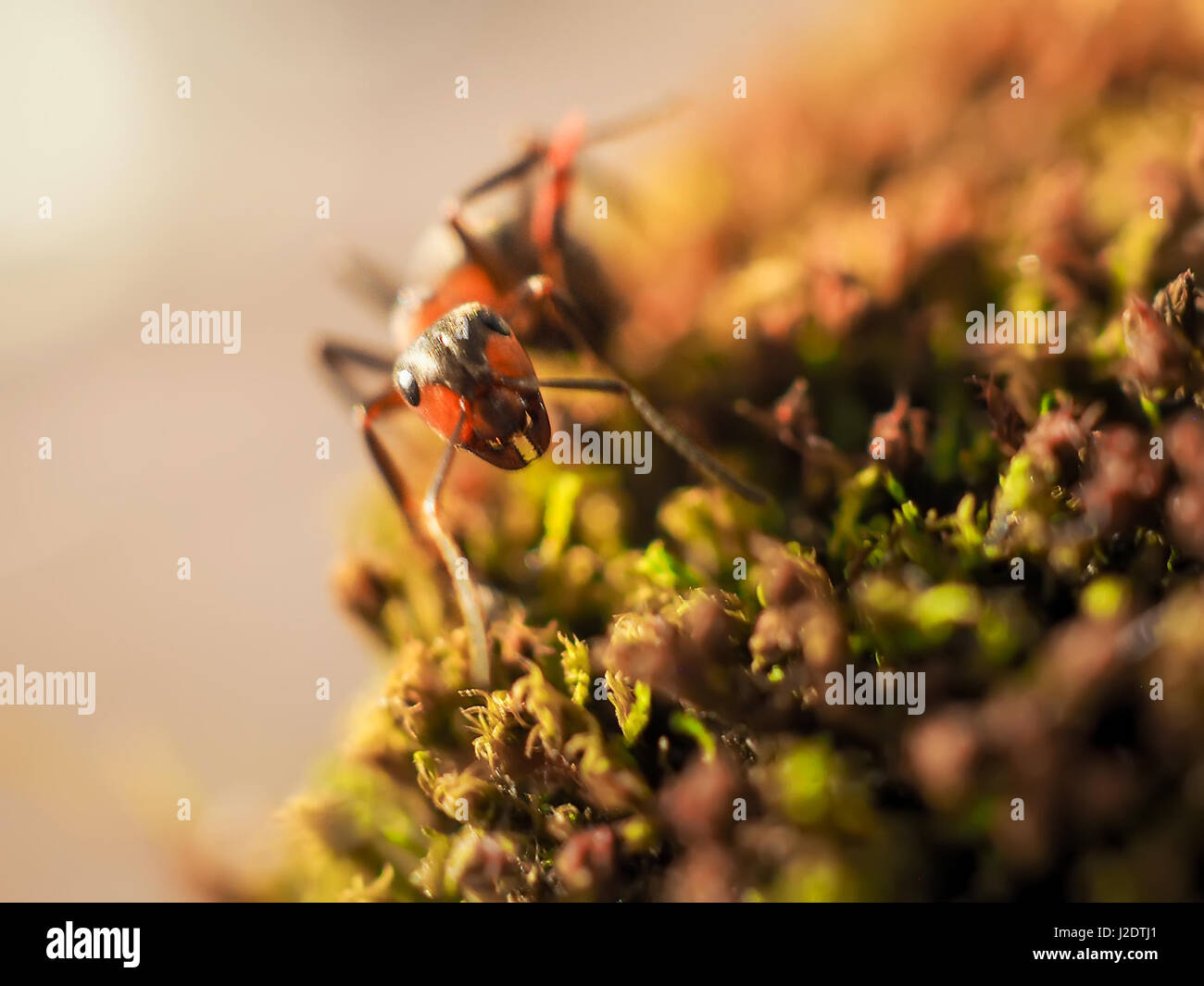 Scary ant hi-res stock photography and images - Alamy