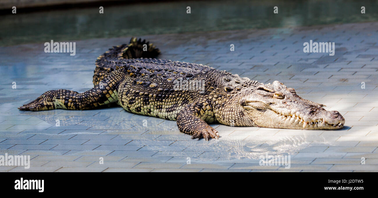 Crocodile handler hi-res stock photography and images - Alamy