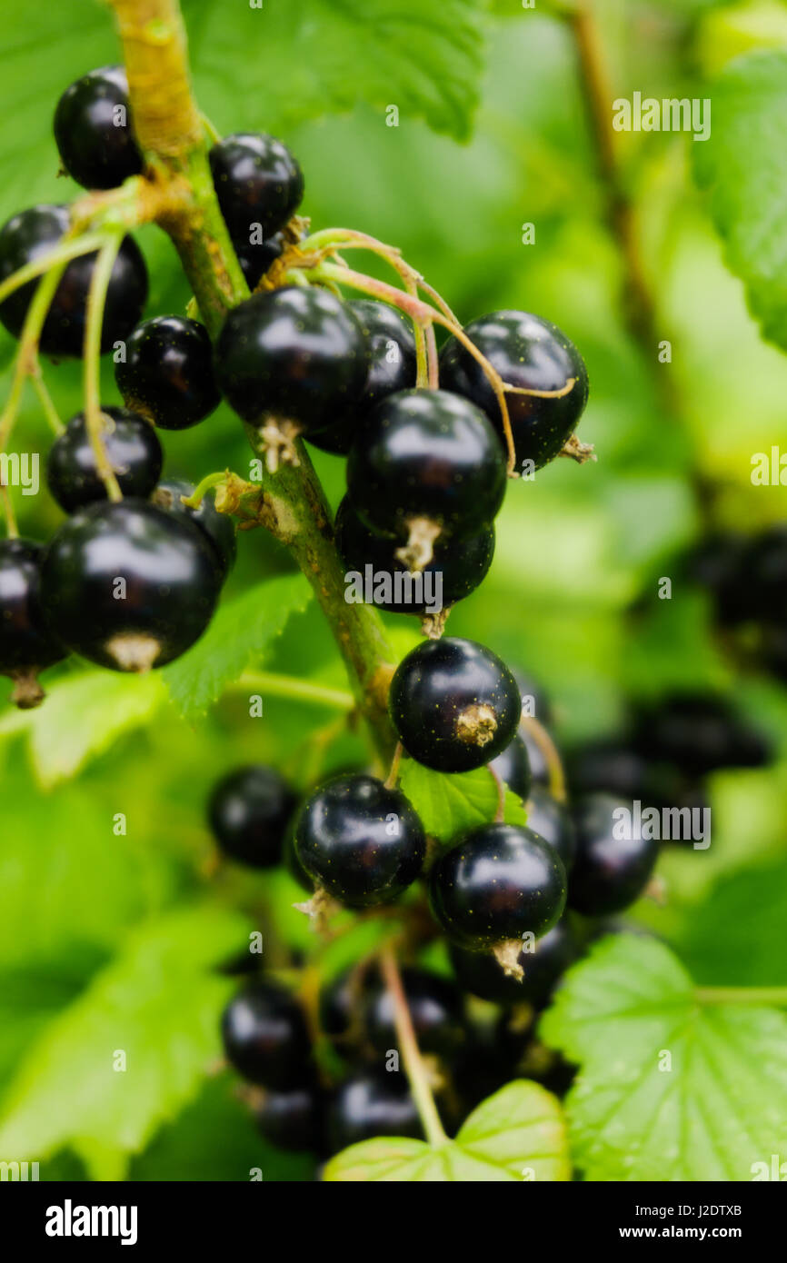 black currant branch. Ripe blackcurrants growing in the bush Stock ...