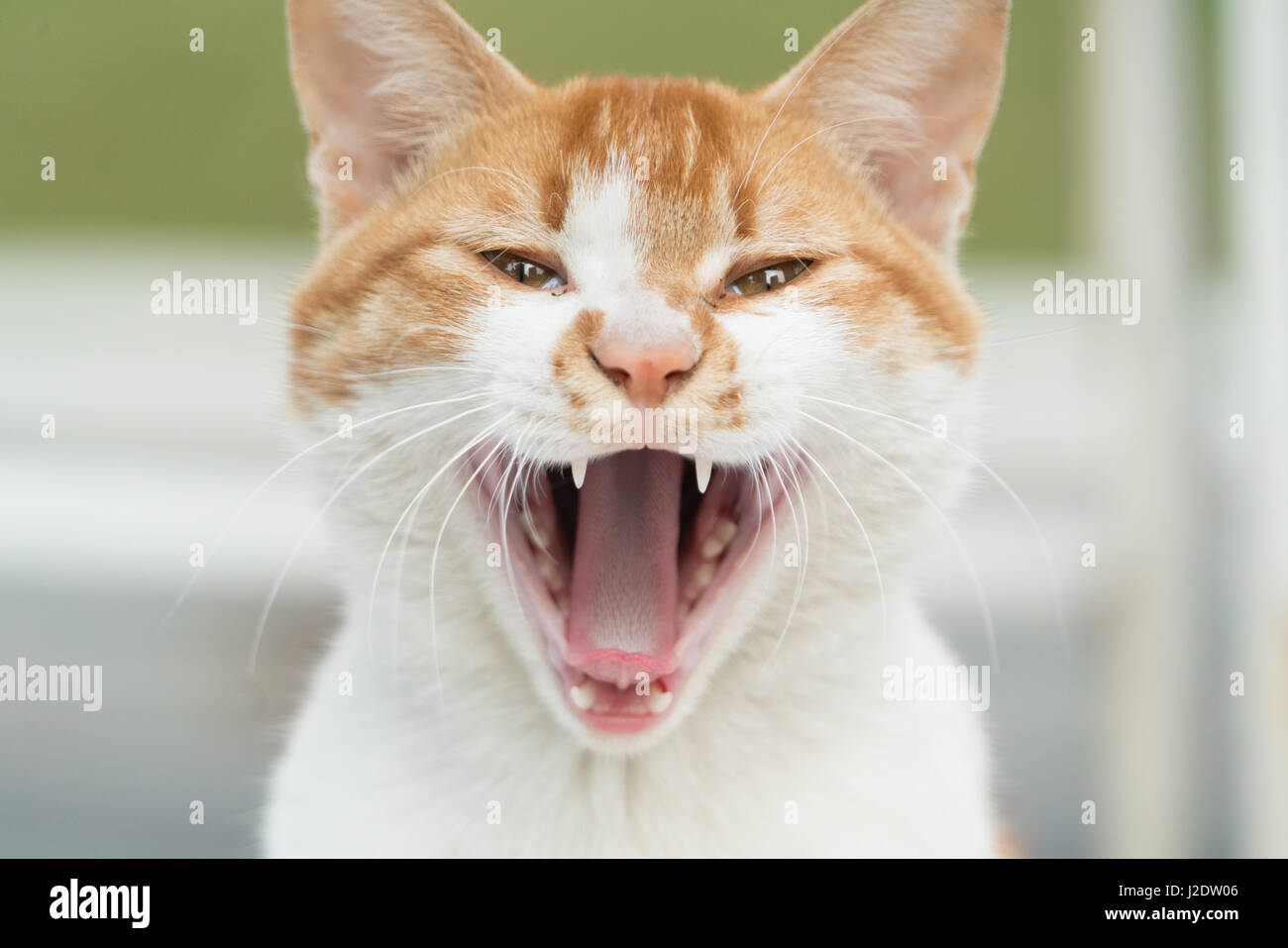 portrait of white-light brown cat screaming isolated on blur background ...