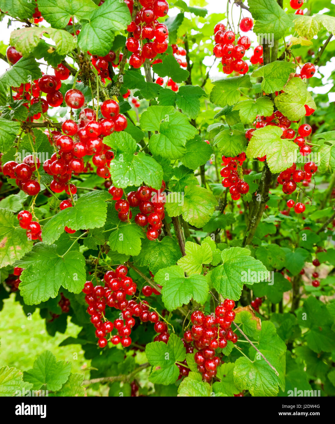fresh redcurrant berry fruits and leaf. Redcurrants. Red currants in ...