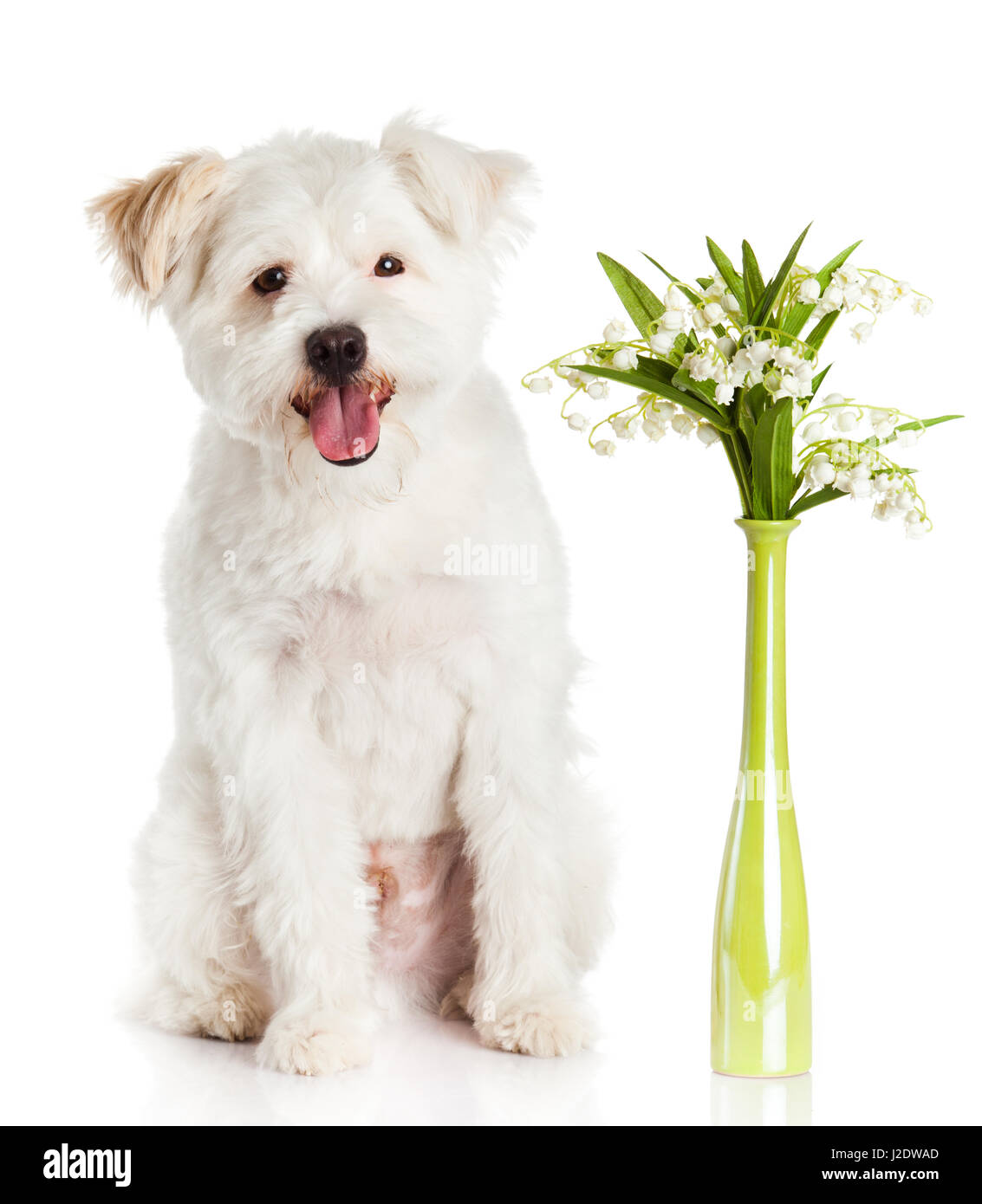 dog with flowers Stock Photo - Alamy