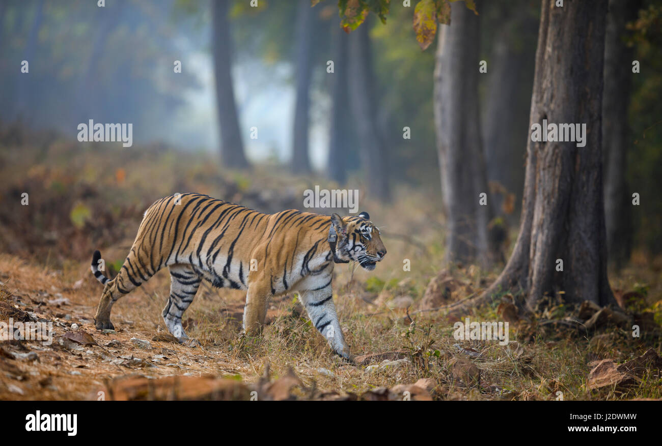 Tiger crossing the road hi-res stock photography and images - Alamy