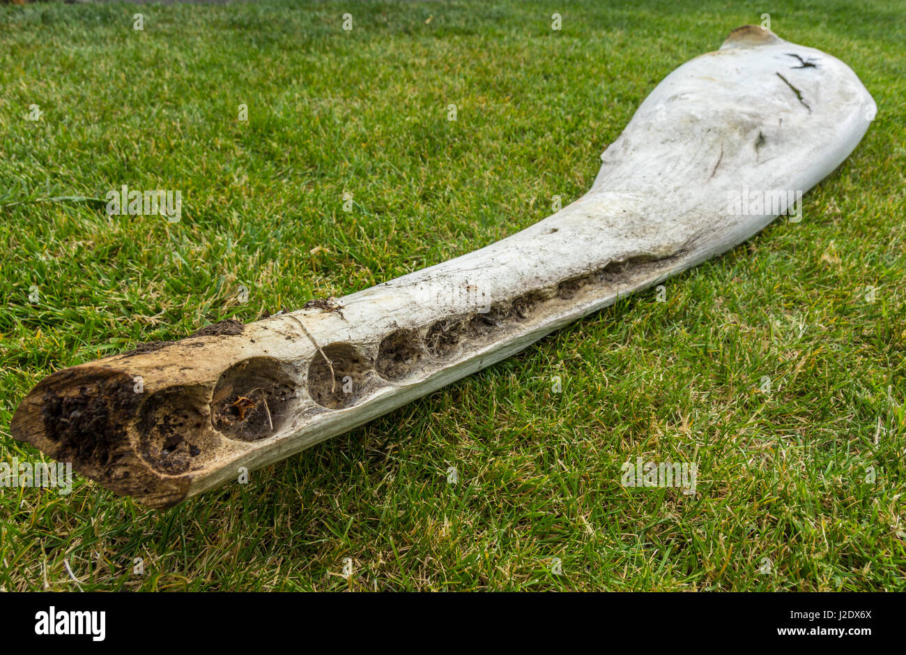 Lower jaw of sperm whale with teeth hi-res stock photography and images ...