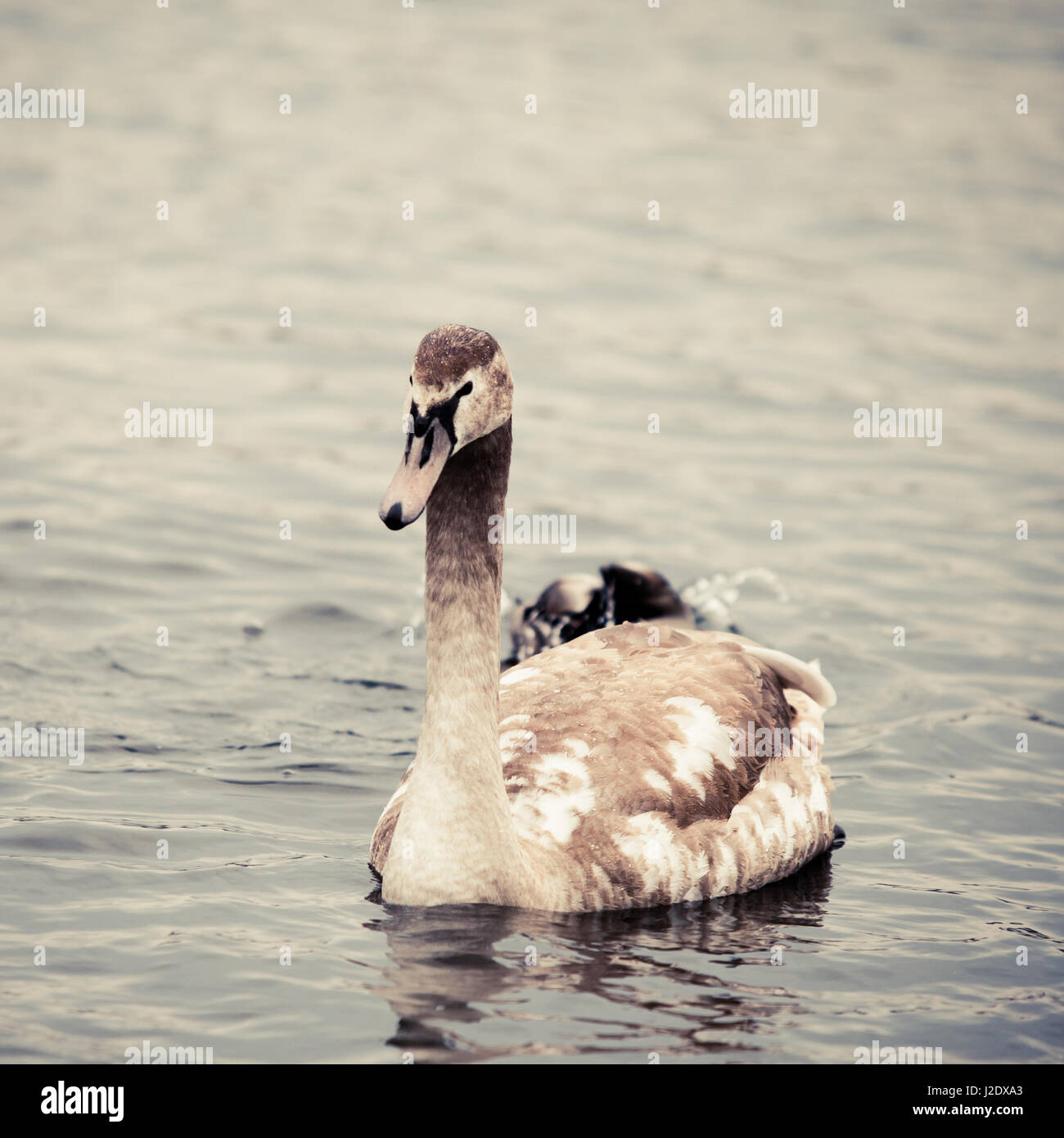Young Swan. Portrait of a young swan Stock Photo - Alamy