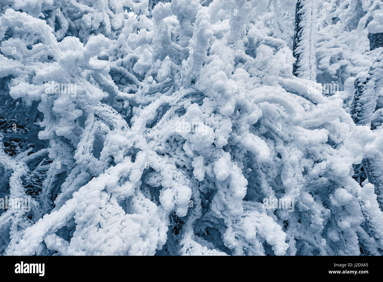 Frozen tree branches in Huangshan National park. China Stock Photo - Alamy