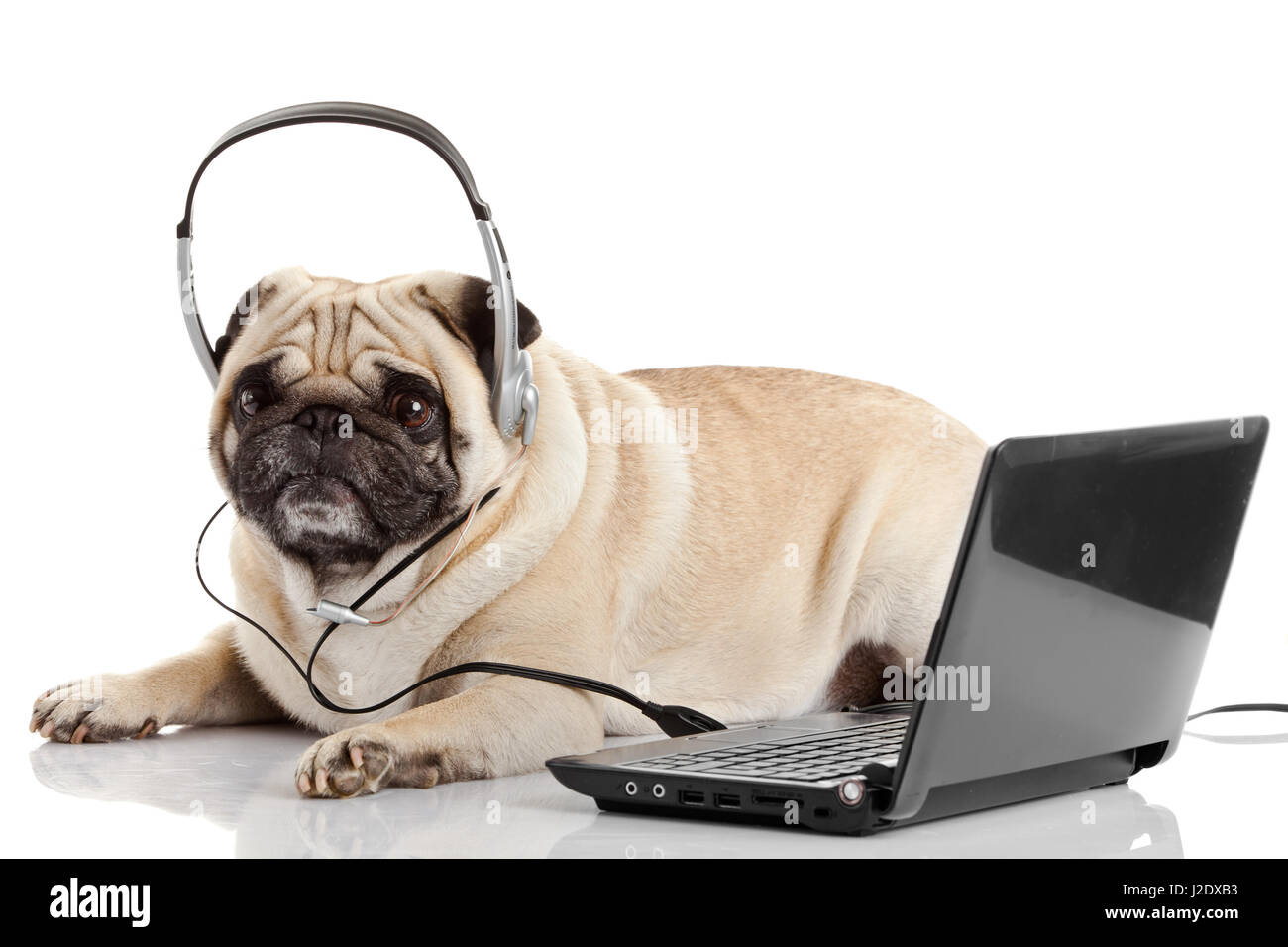 Funny animal call center operator hi-res stock photography and images ...