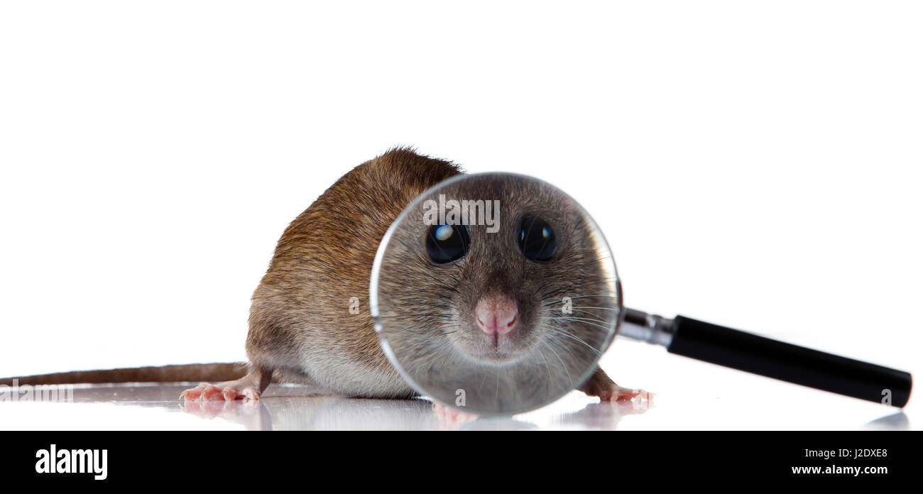 funny surprised rat. funny rat isolated on white background Stock Photo ...