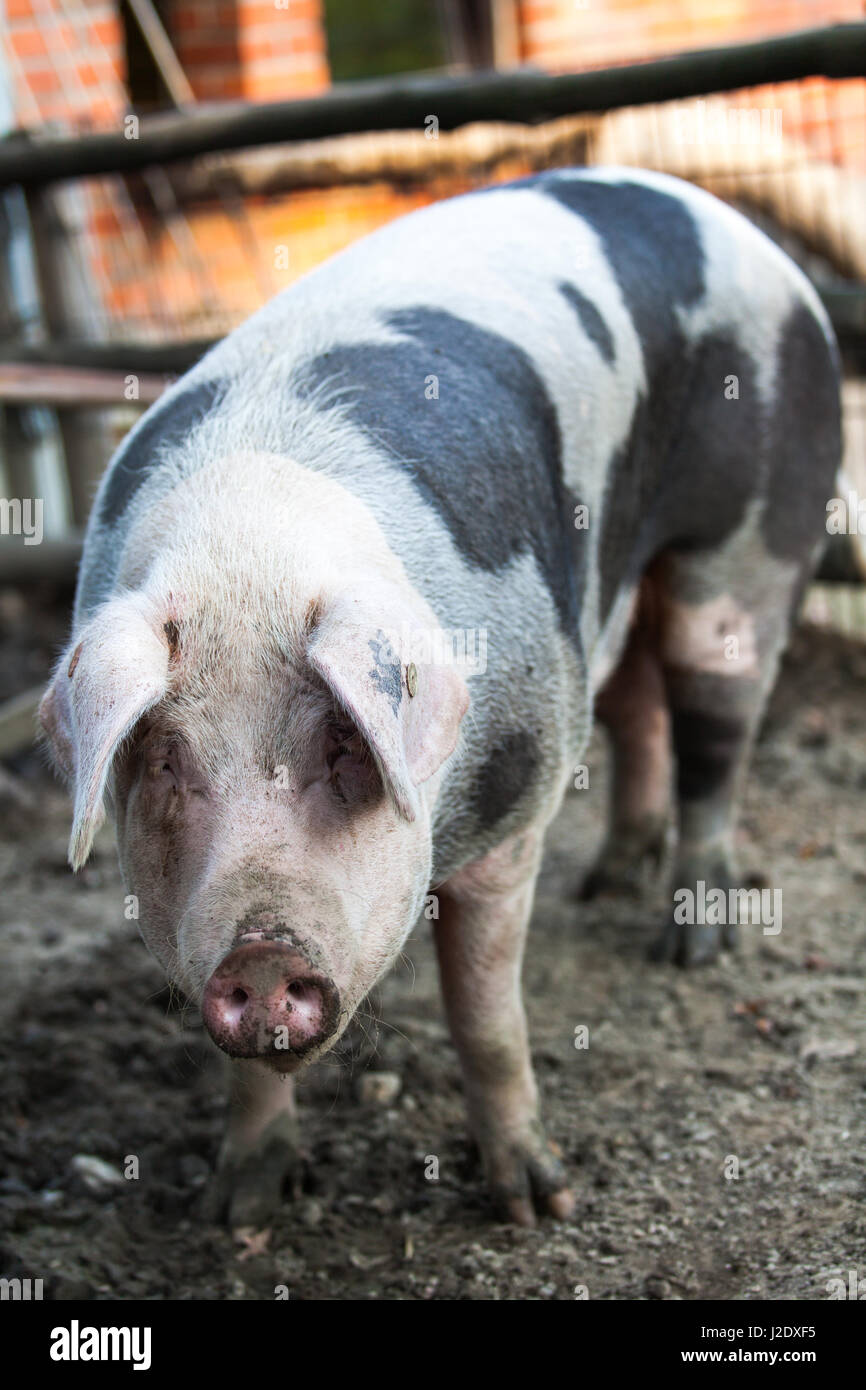 Nice piglet hi-res stock photography and images - Alamy