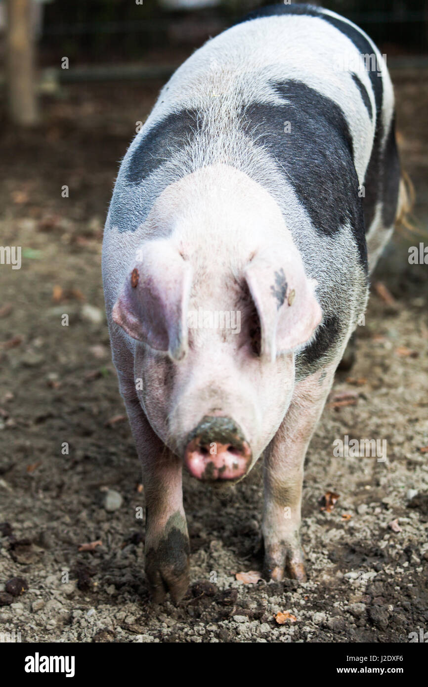 Nice piglet hi-res stock photography and images - Alamy