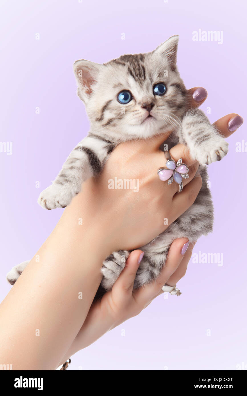 Adorable young cat in woman hands Stock Photo - Alamy