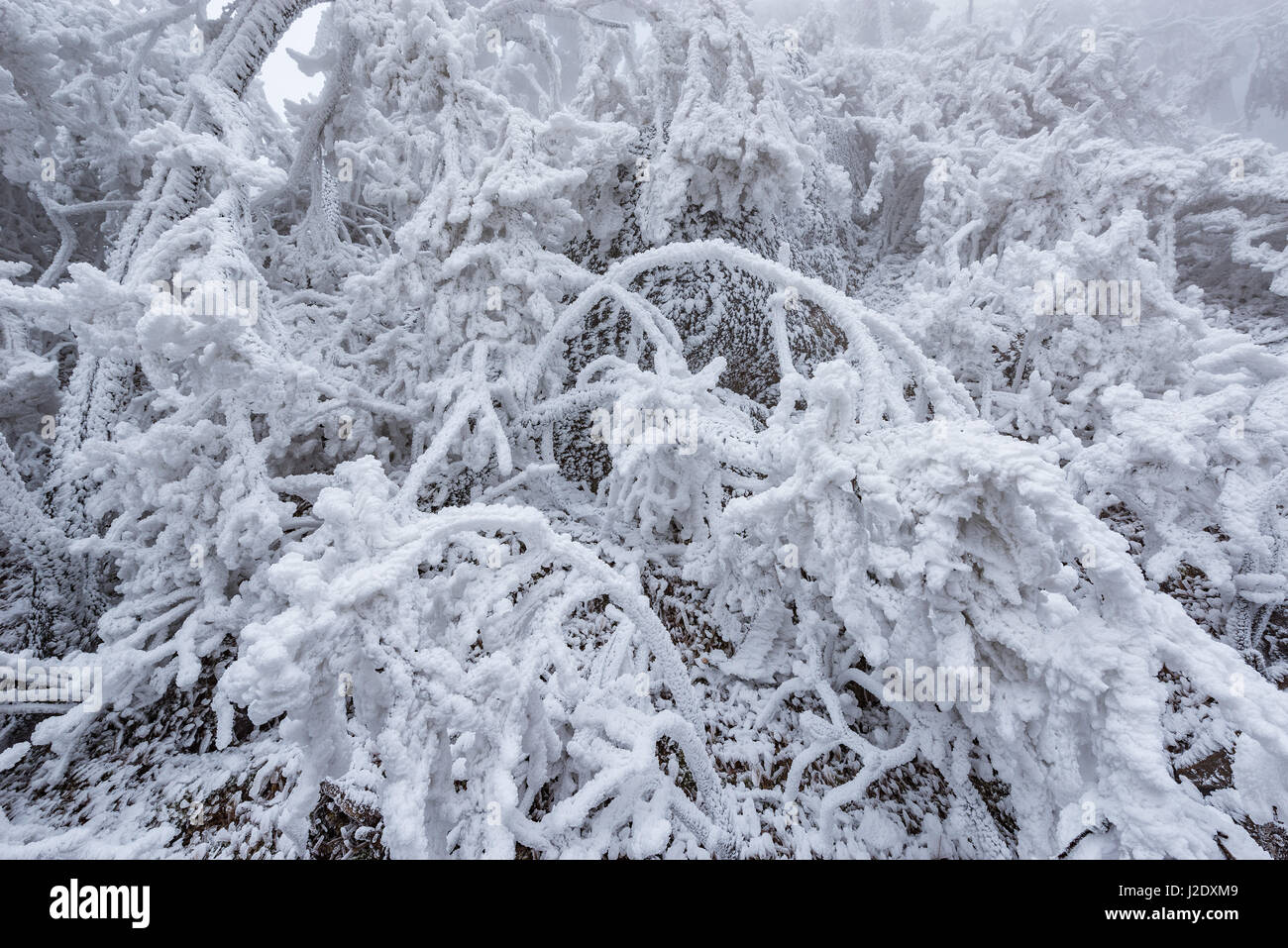Frozen tree branches in Huangshan National park. China Stock Photo - Alamy