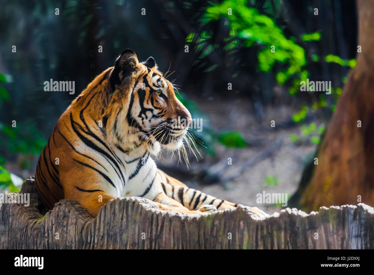 Angry tiger head yellow eyes hi-res stock photography and images - Alamy