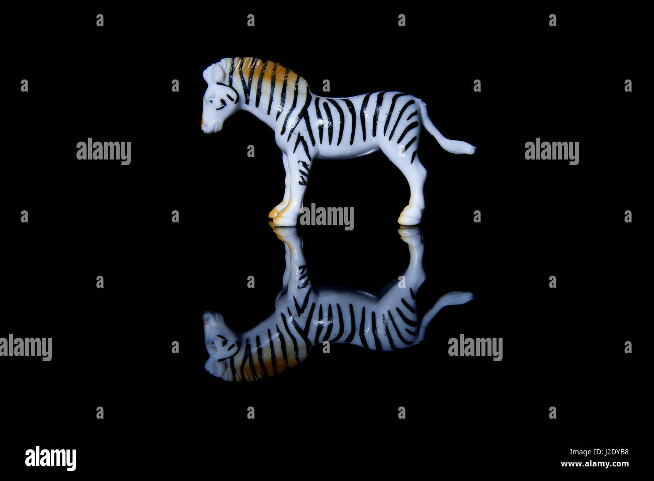 Animal plastic toy on a reflective black surface. Plastic zebra ...
