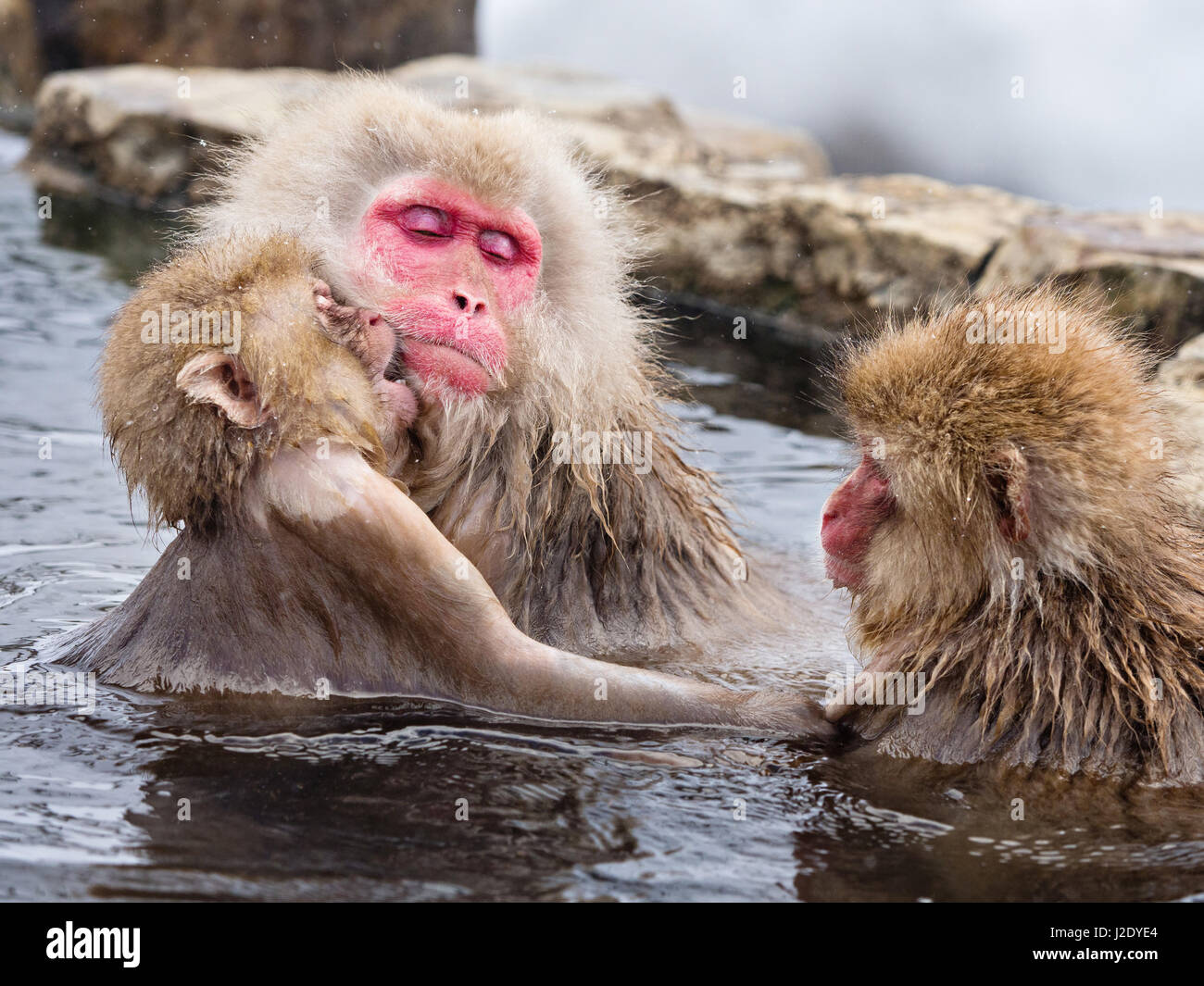 A family of Japanese Snow Monkeys enjoying a hot bath Stock Photo - Alamy