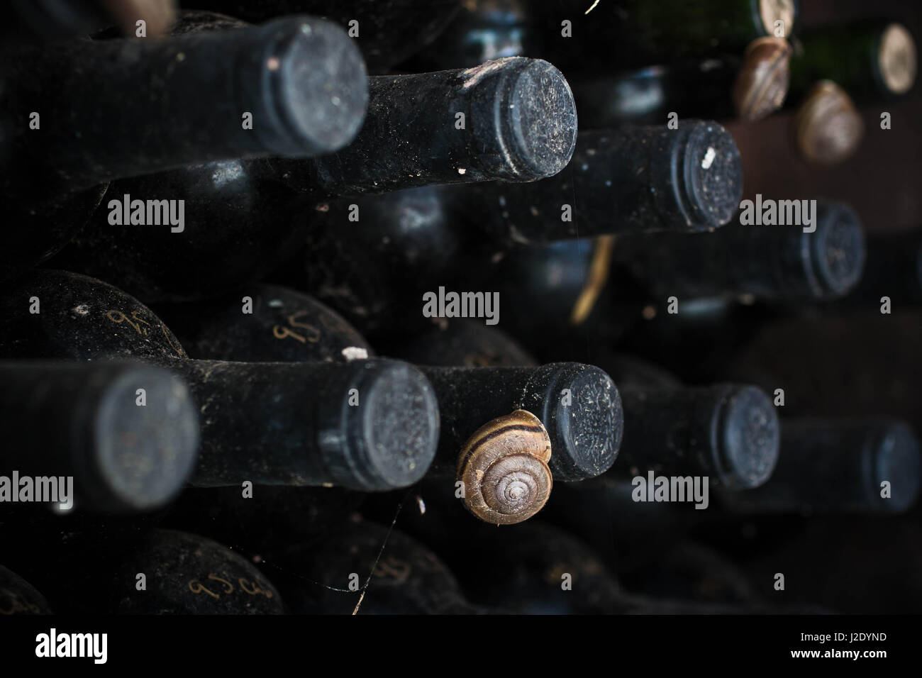SnailWine6380 Stock Photo - Alamy