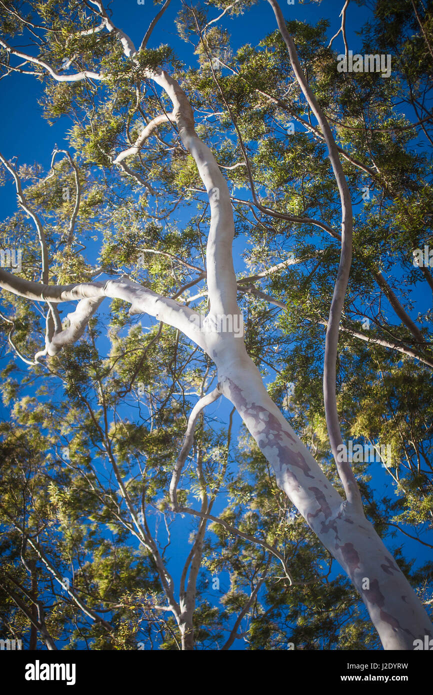 MissionTree8687 Stock Photo - Alamy