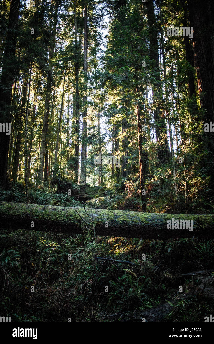 Sequoia Park, Eureka, California redwoods Stock Photo - Alamy